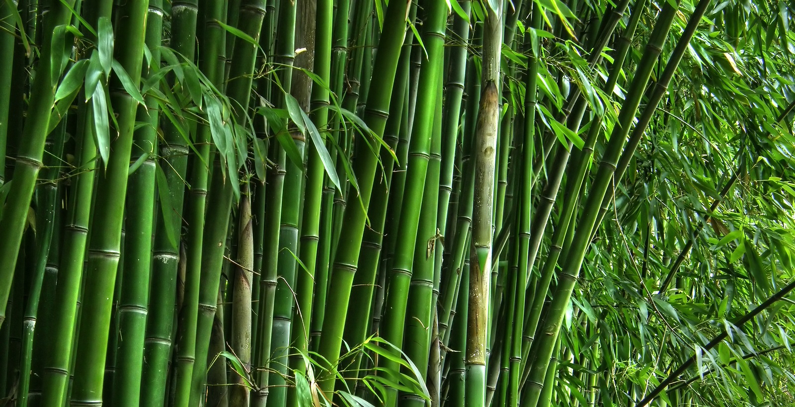 Uống lá tre khô mỗi ngày có tốt không? Góc nhìn từ Đông y - CỬA HÀNG ...